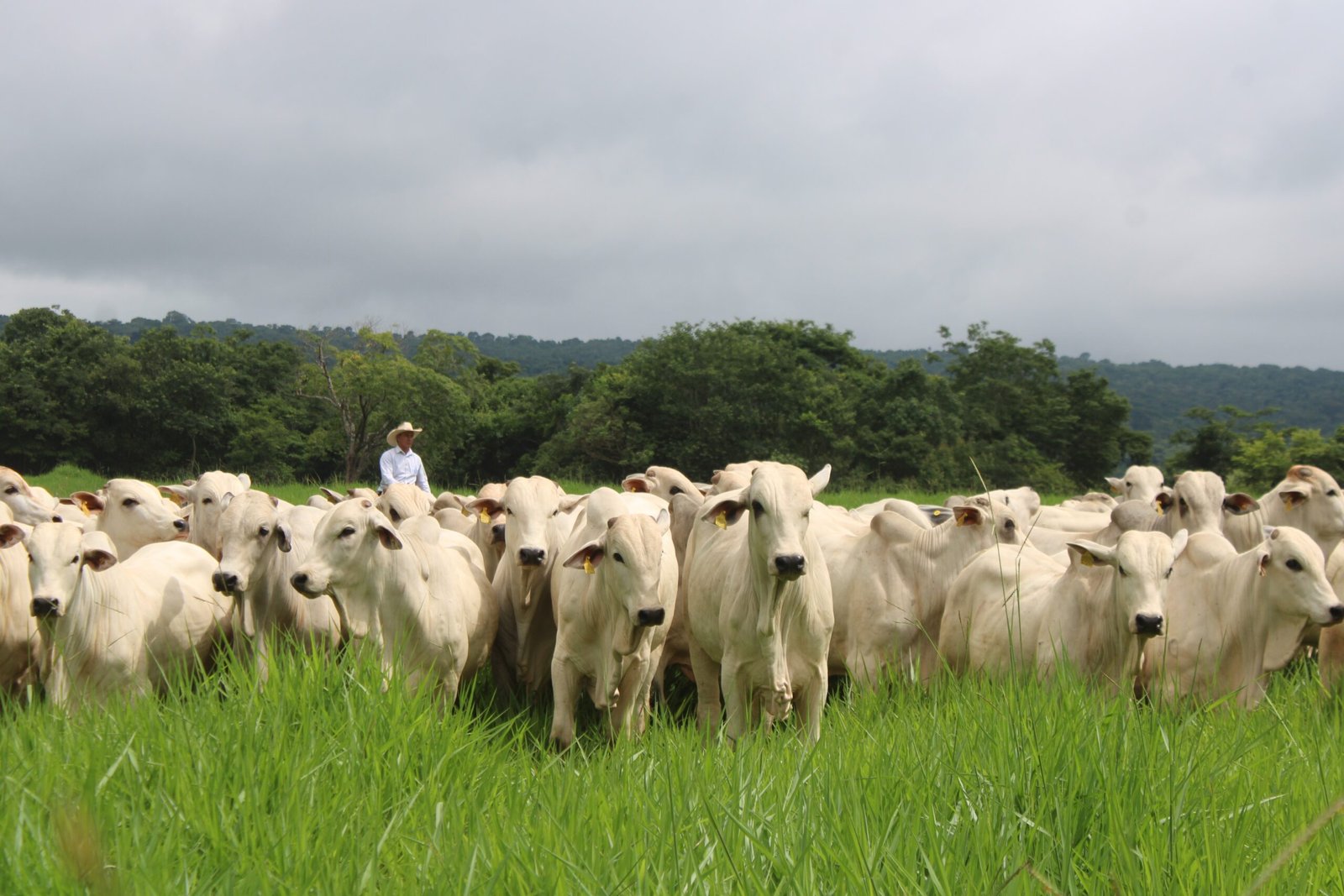 Diferenças da pecuária intensiva e extensiva em 2024